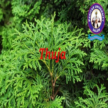 morphology and reproduction of Thuja.pptx