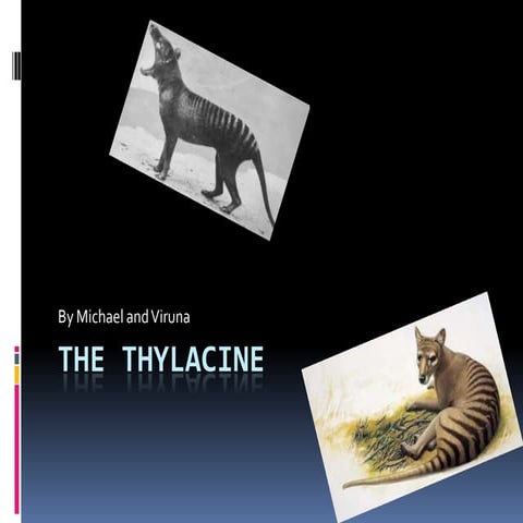 Thylacine | PPT