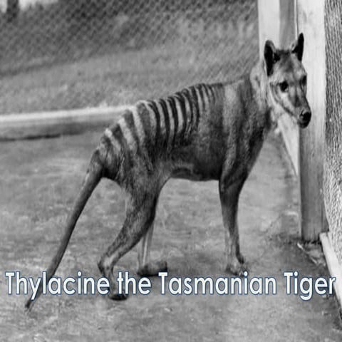 Thylacine the tasmanian tiger | PPTX