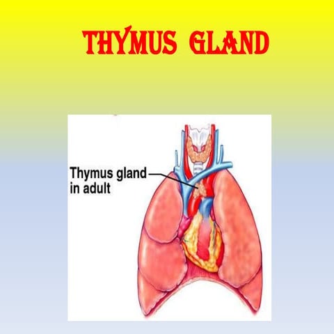 Thymus gland ppt. | PPTX
