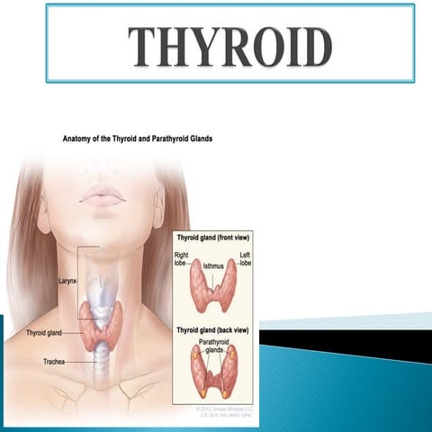 Thyroid 1.pdf is an introduction to thyroid gland | PDF