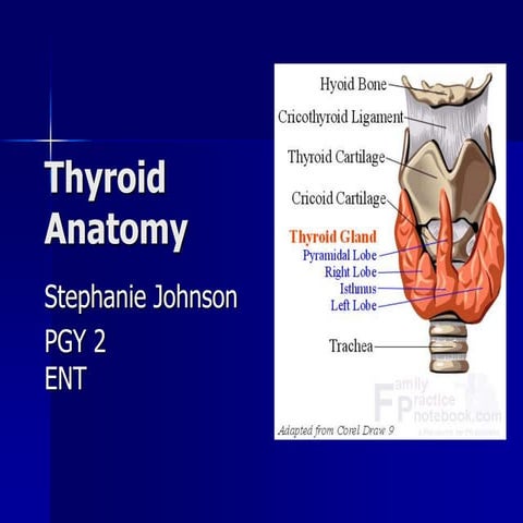 Thyroid Anatomy.ppt