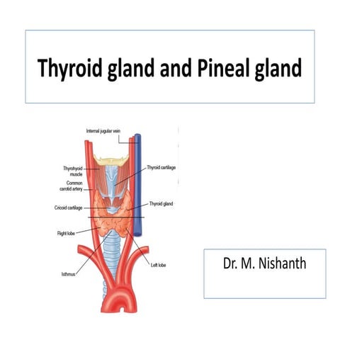 The thyroid gland, a butterfly-shaped pd | PDF