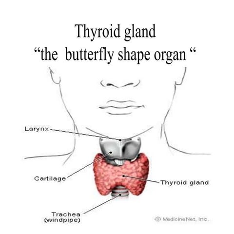 Thyroid gland | PPT
