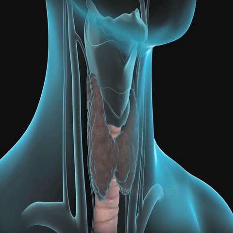 Thyroid gland | PPTX