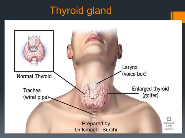 Anatomy of thyroid gland | PPTX