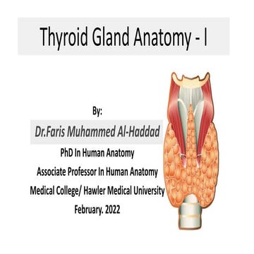 Human Thyroid Gland Diagram