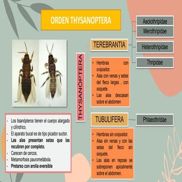 Thysanoptera | PPTX