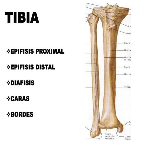 Tibia.... | PPTX | Bone and Joint Conditions | Diseases and Conditions