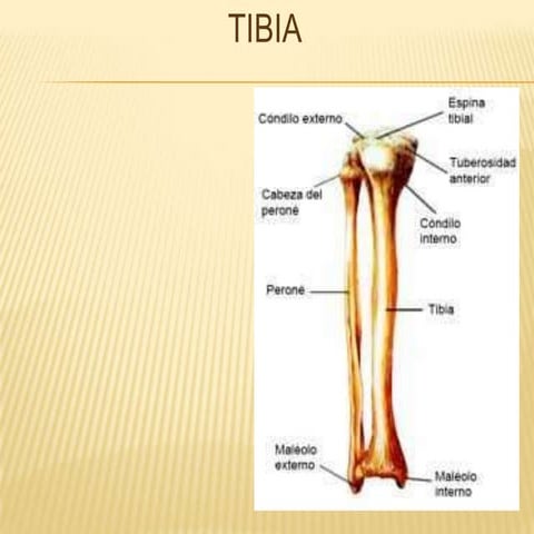 Anatomía De Los Huesos Tibia Y Peroné