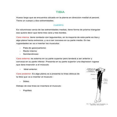 anatomia de la tibia.pptx