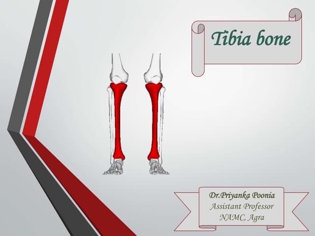 Clavicle bone Anatomy | PPTX