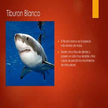 Tiburon blanco | PPTX