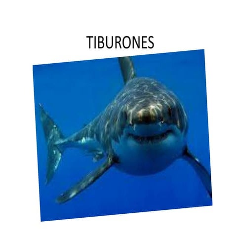 Tiburon blanco | PPTX