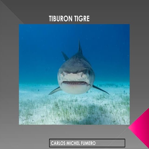 Tiburon tigre | PDF