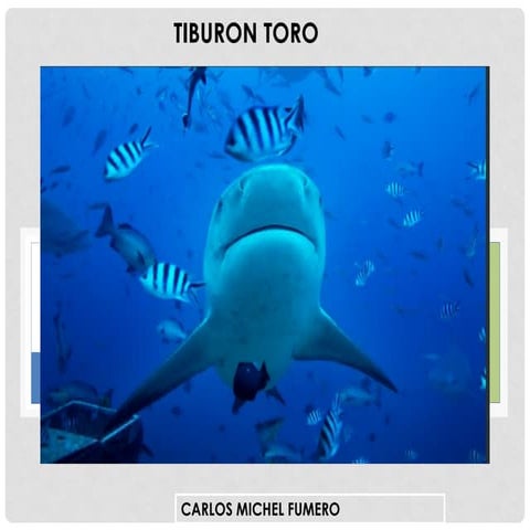 Tiburon toro | PDF