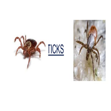 Ticks | PPTX
