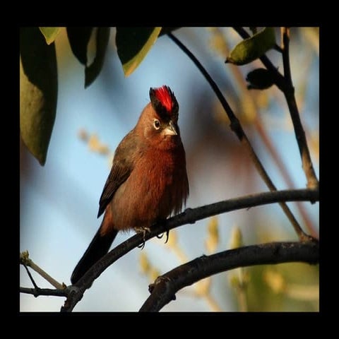 Tico Tico No Fuba | PPT