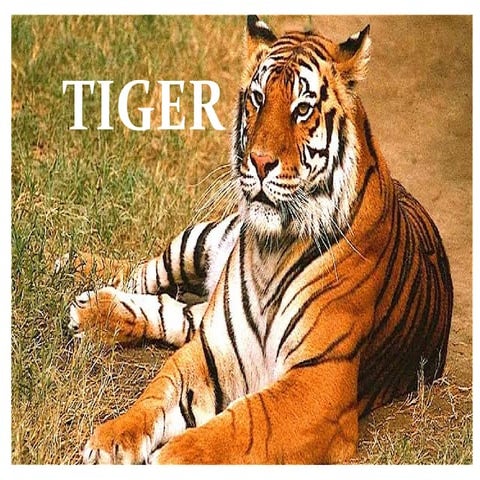 Tiger | PPT | Large Animals | Pets
