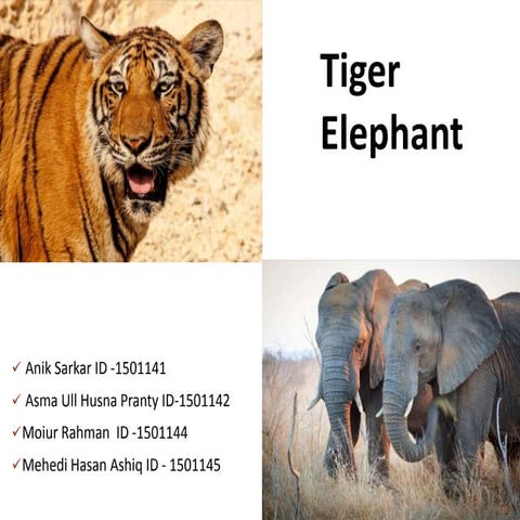 Elephant Tiger