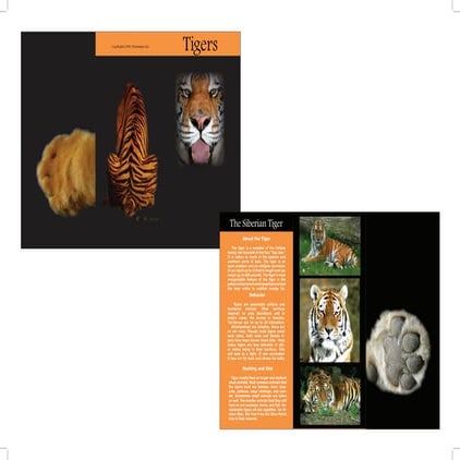 Tiger brochure | PDF