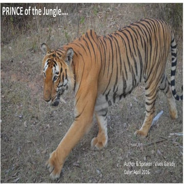 Tiger myth and mystery - Tiger Reserves of India | PDF