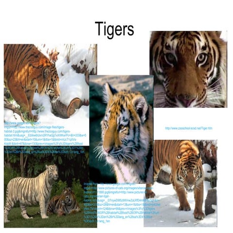 Tigers | PPT