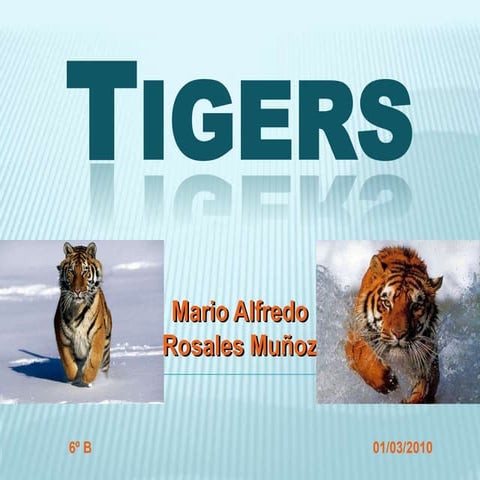 HAPPY INTERNATIONAL TIGERS DAY Best presentation prepared by Rishabh | PPTX