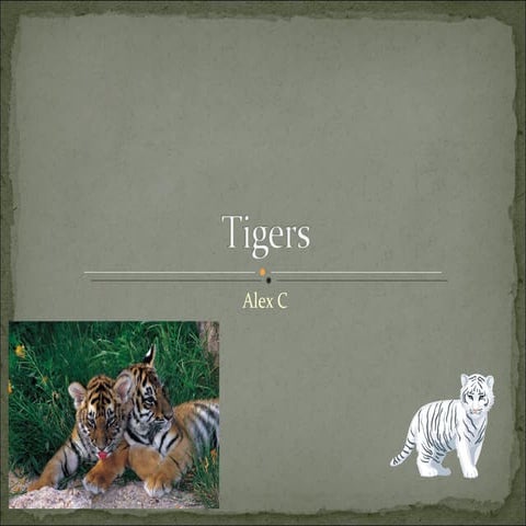 Save tigers life | DOCX