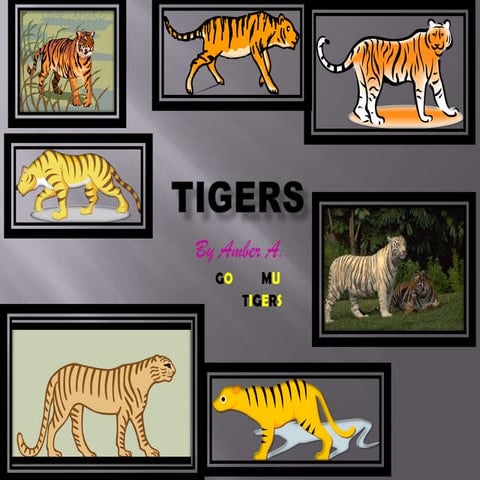 Tiger’s | PPT