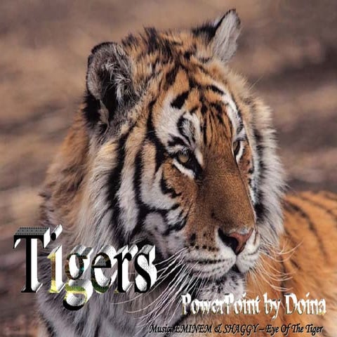 Tigers | PPS