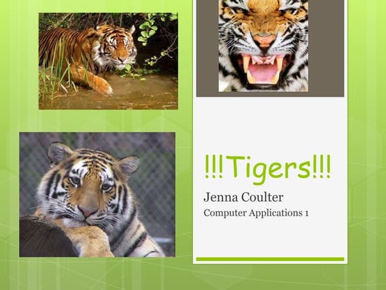Tiger powerpoint | PPTX | Cats | Pets