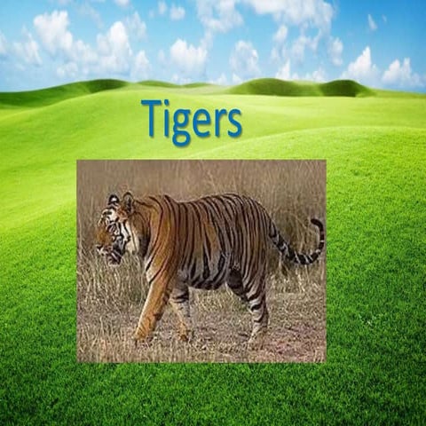 Tigers | PPT
