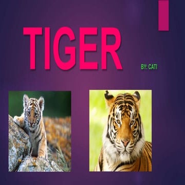 Tigers | PPTX