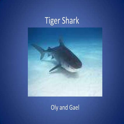 Tiger shark powerpoint | PPTX
