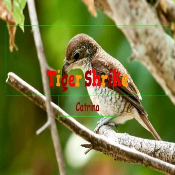 Tiger Shrike | PPT