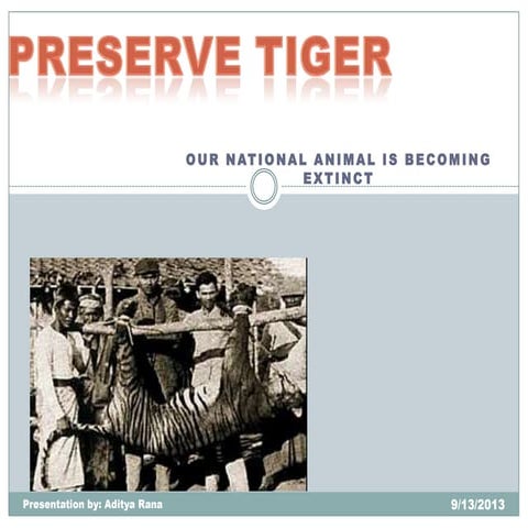 Tigers presentation | PPT