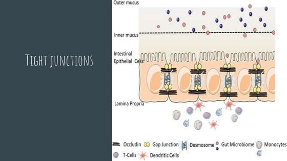 tight junction and blood brain barrier | PPTX | Brain and Nervous ...