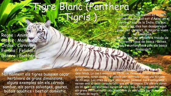Tigre blanc | PPTX