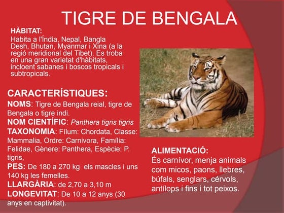 Tigre blanc | PPTX