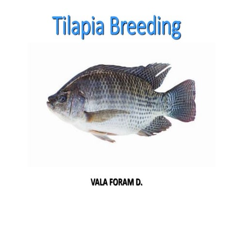 Tilapia breeding | PPTX
