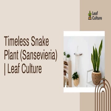 Timeless Snake Plant (Sansevieria) | Leaf Culture.pdf