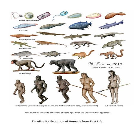 Timeline for Evolution of Humans.pdf