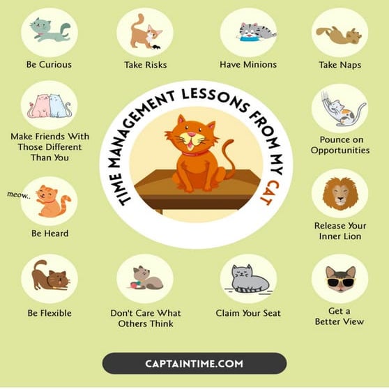 Time Management Lessons From My Cat | PDF