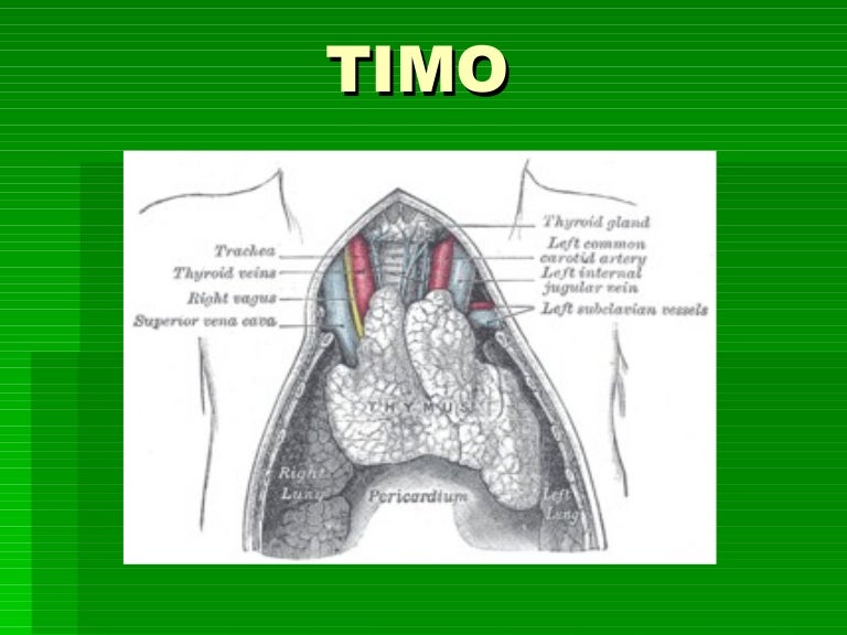 Glandula Timo Vaca Sistema Inmune Parte I YouTube
