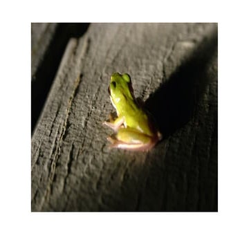 group of tiny frogs and competition.pptx