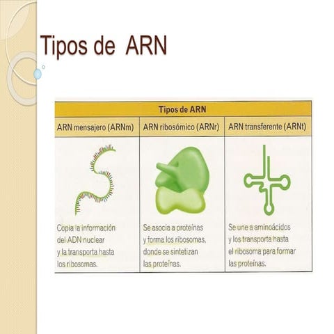 Tipos de ARN | PPTX