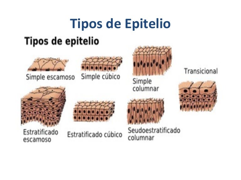 Tipos de epitelio