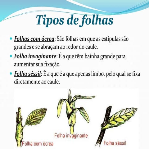 Tipos de folhas | PPTX