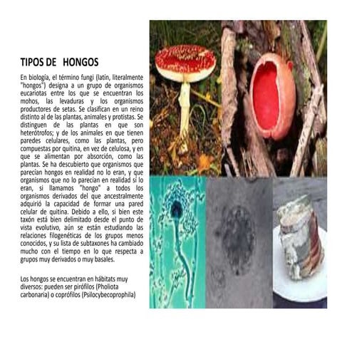 Tipos de hongos | PPTX